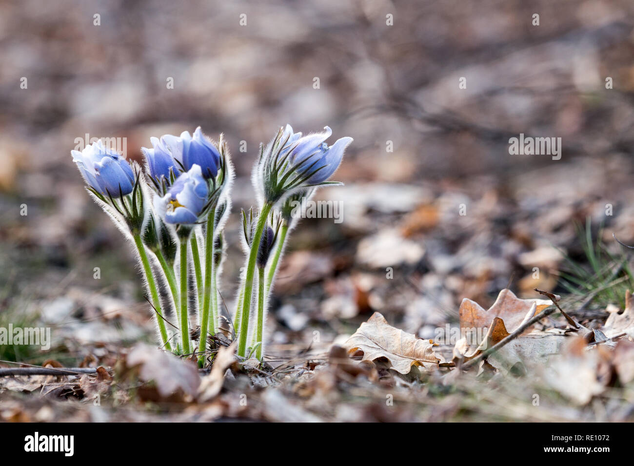 "Pulsatilla patens" - Prairie Crocus. Violet flowers close up ...