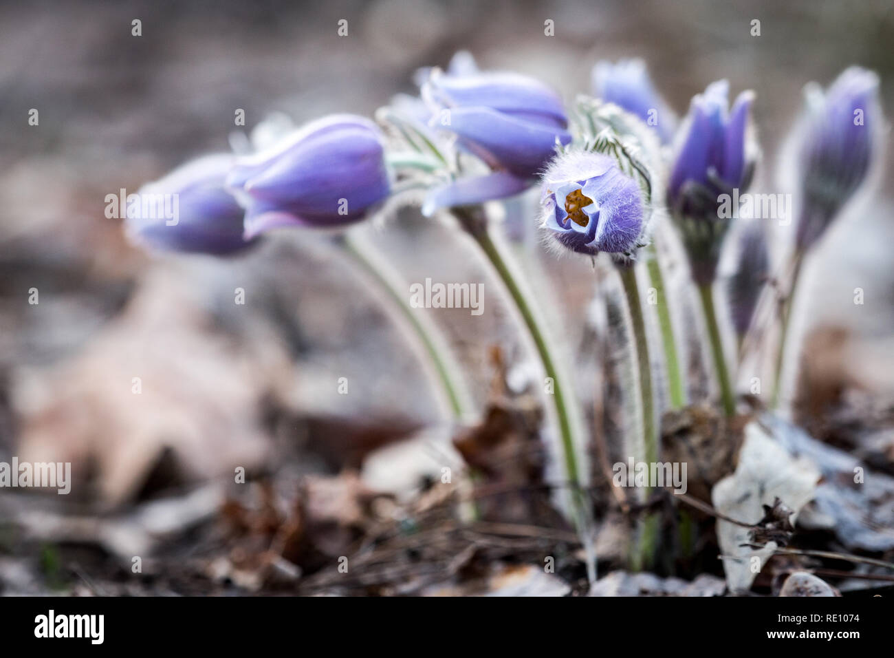 "Pulsatilla patens" - Prairie Crocus. Violet flowers close up ...