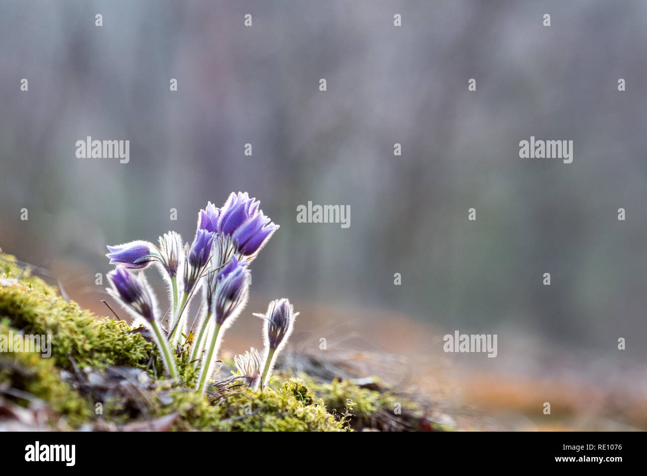 "Pulsatilla patens" - Prairie Crocus. Violet flowers close up ...