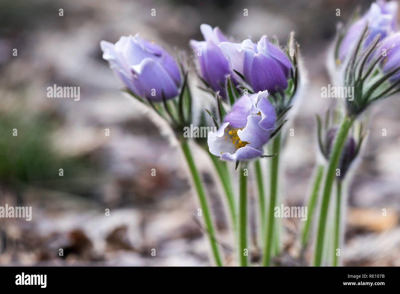 "Pulsatilla patens" - Prairie Crocus. Violet flowers close up ...