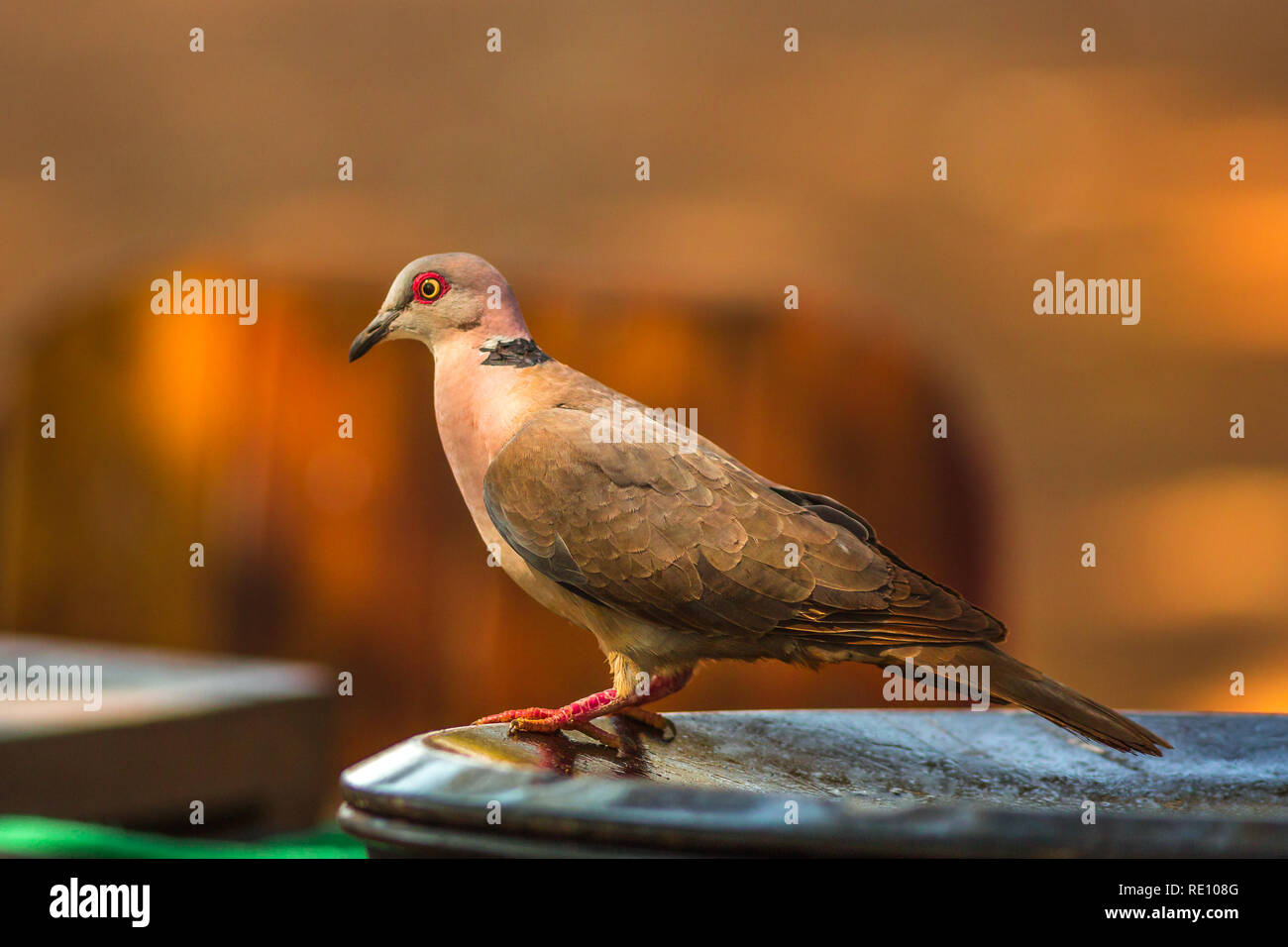 Red-eyed dove in Kruger National Park, South Africa. Streptopelia ...