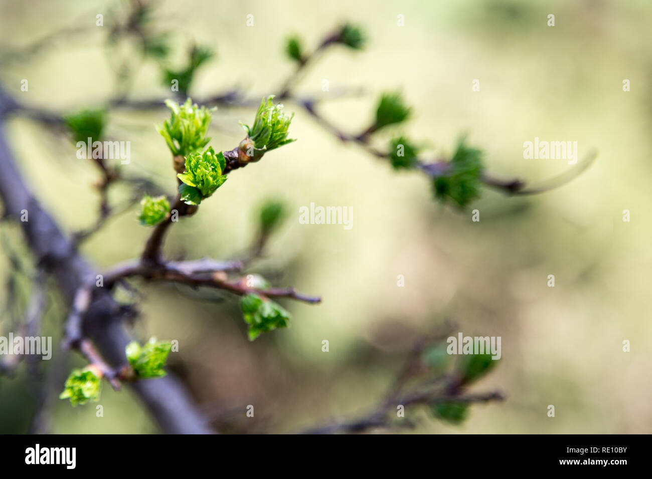 Spring has come. delicate young spring leaves. A symbol of new life ...
