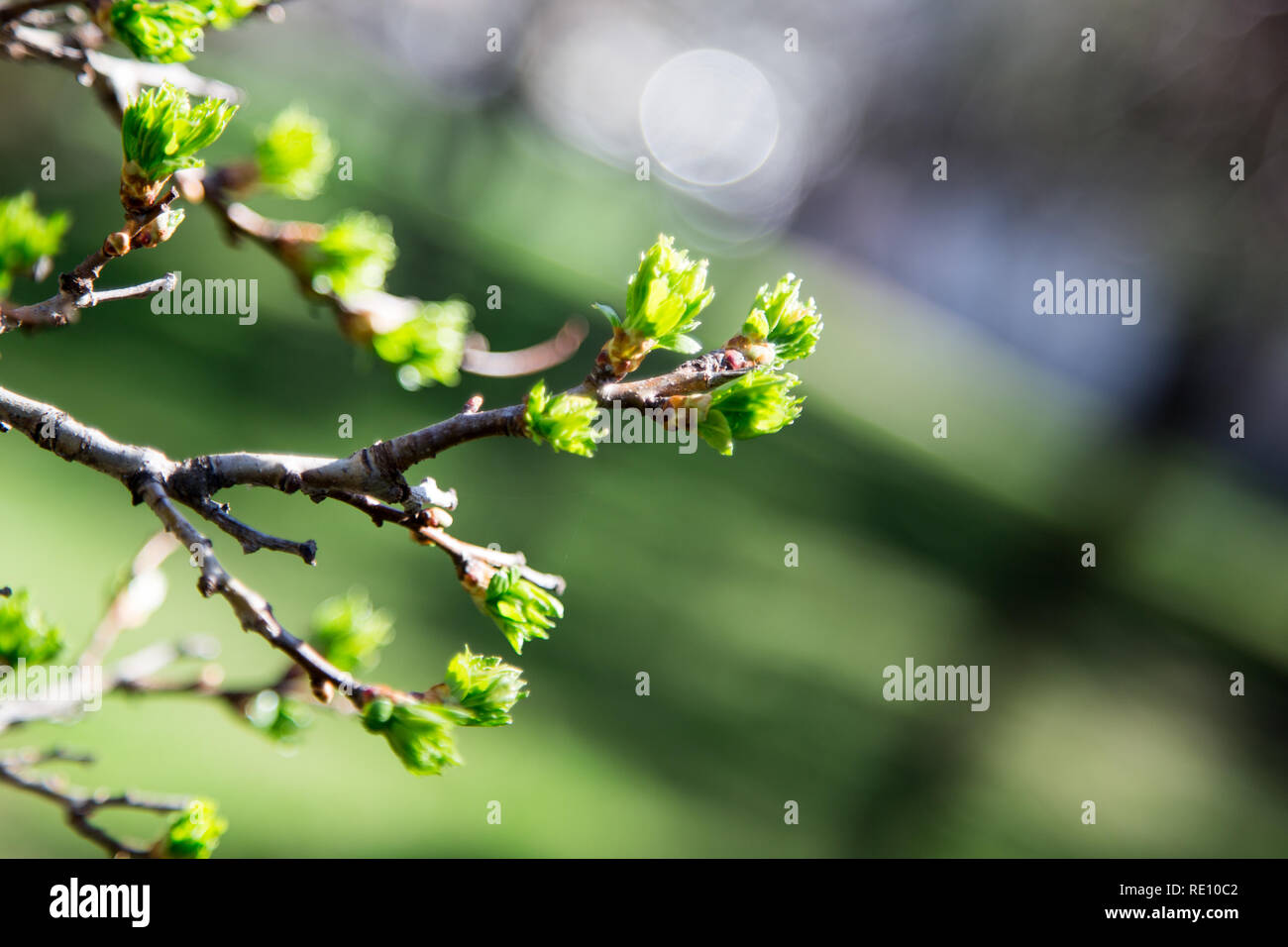 Spring has come. delicate young spring leaves. A symbol of new life ...
