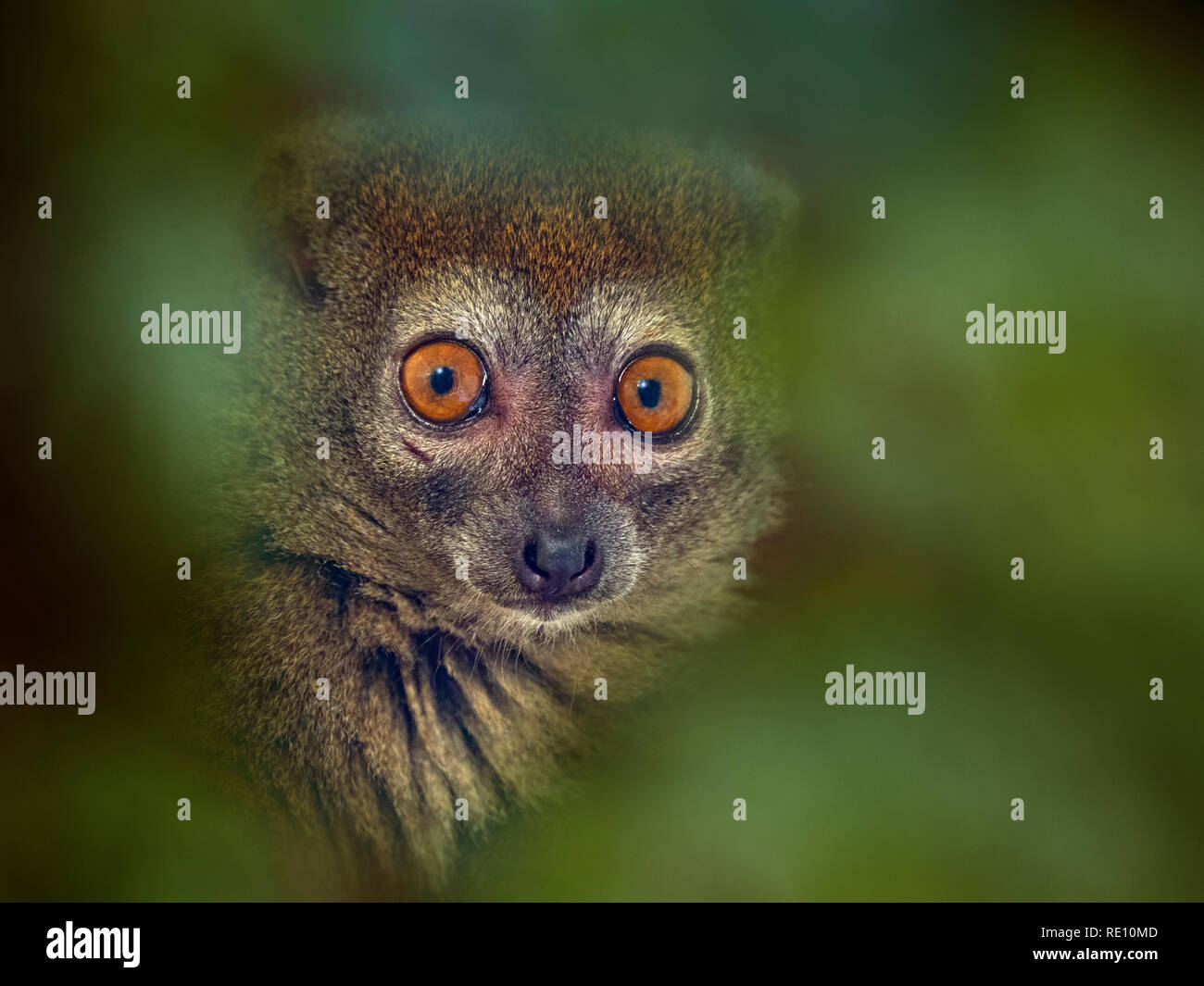 Western lesser bamboo lemur Hapalemur occidentalis also known as the ...