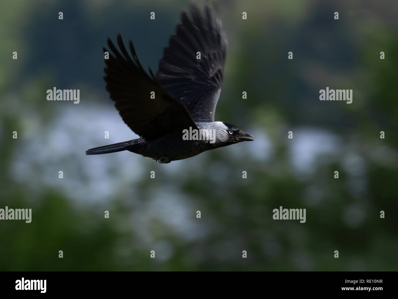 Jackdaw In Spring High Resolution Stock Photography and Images - Alamy