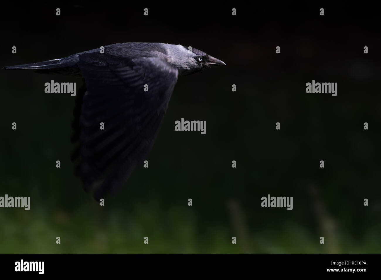 jackdaw flying in the shade Stock Photo - Alamy