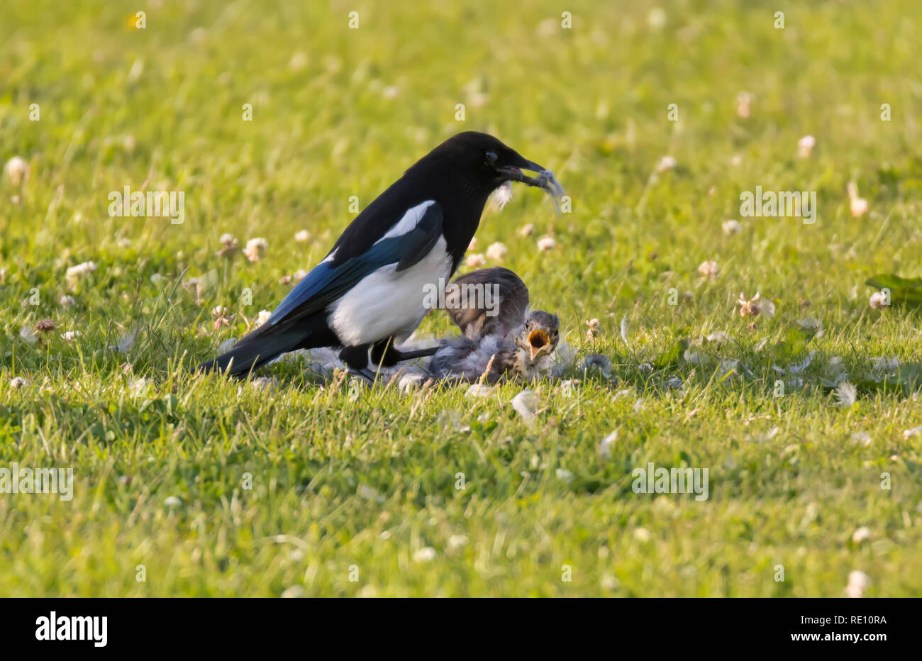 Predator with prey hi-res stock photography and images - Alamy