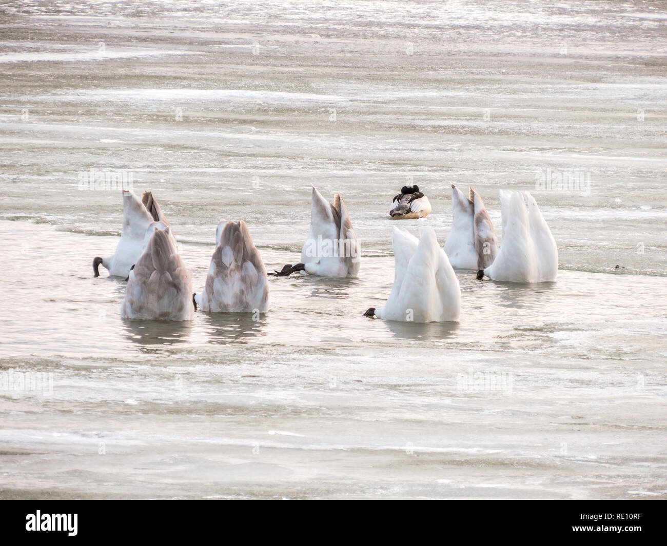Synchronized feeding hi-res stock photography and images - Alamy