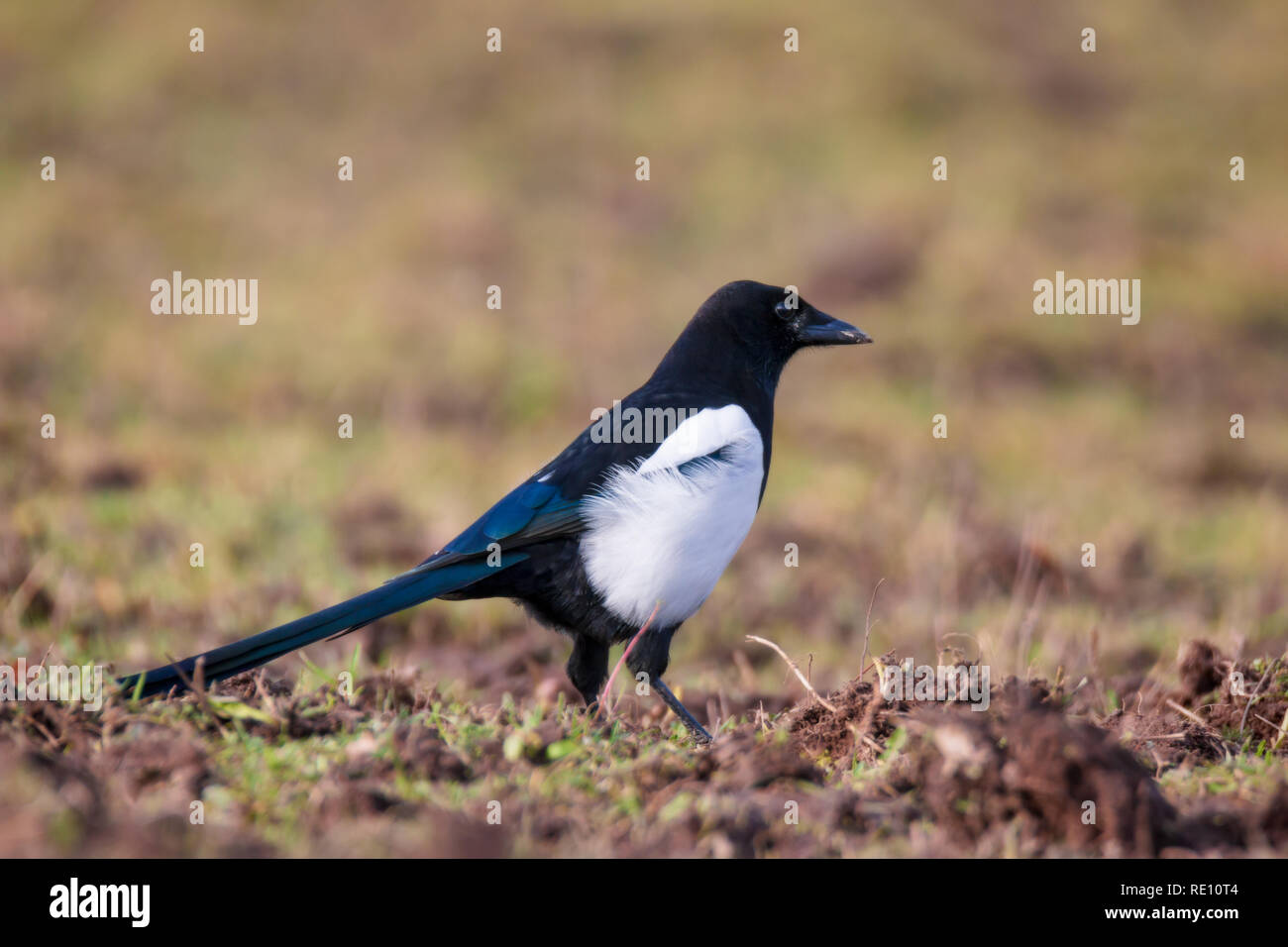 Magpie walking hi-res stock photography and images - Alamy