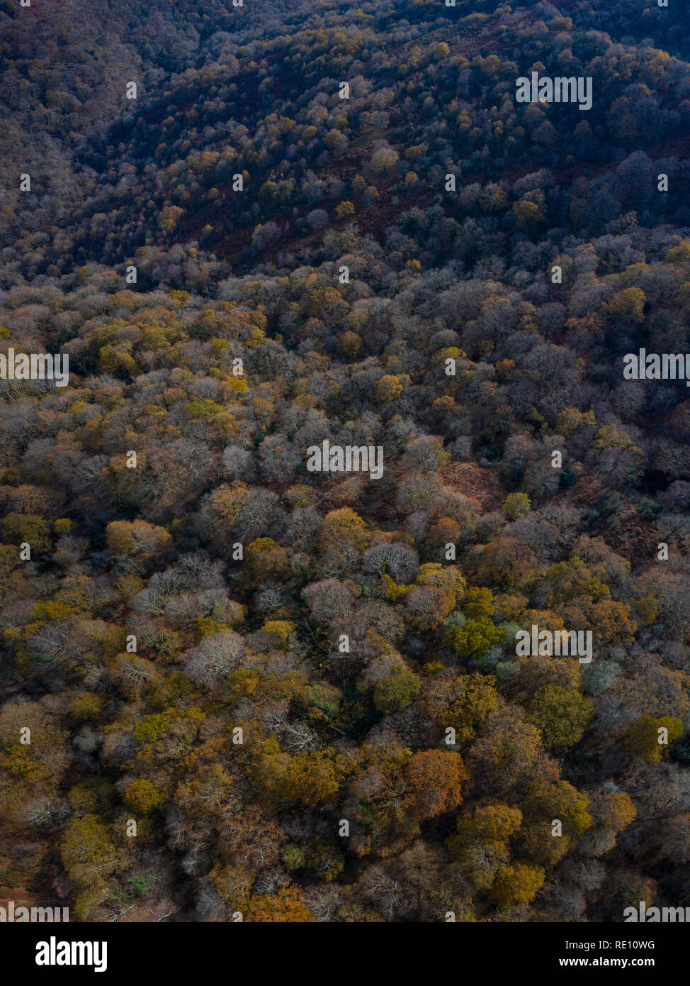 Oak forest (Bosque de Robles), Remendon forest, Guriezo Municpality ...