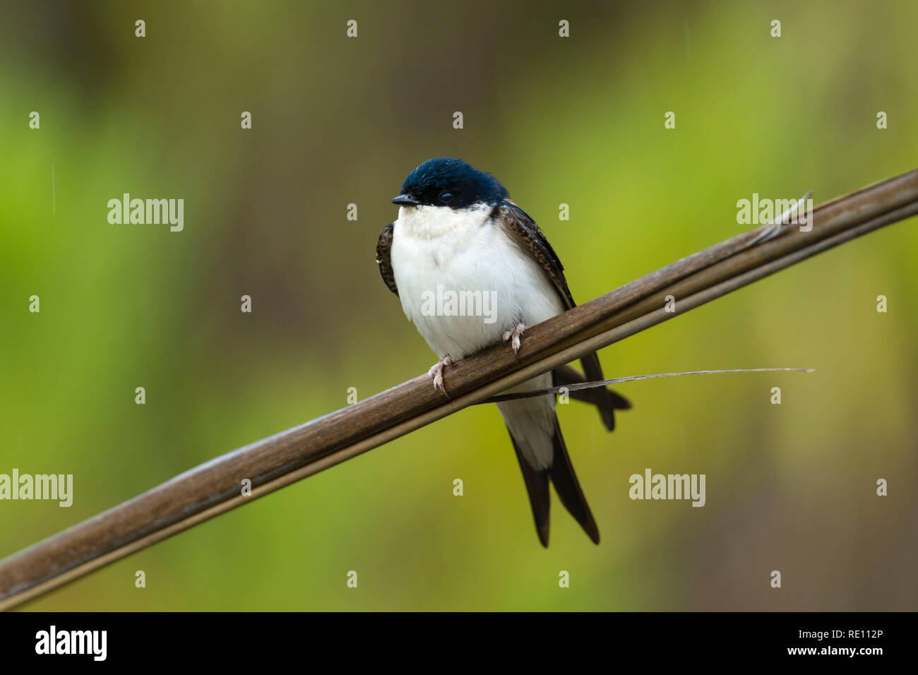 Delichon urbicum hi-res stock photography and images - Alamy