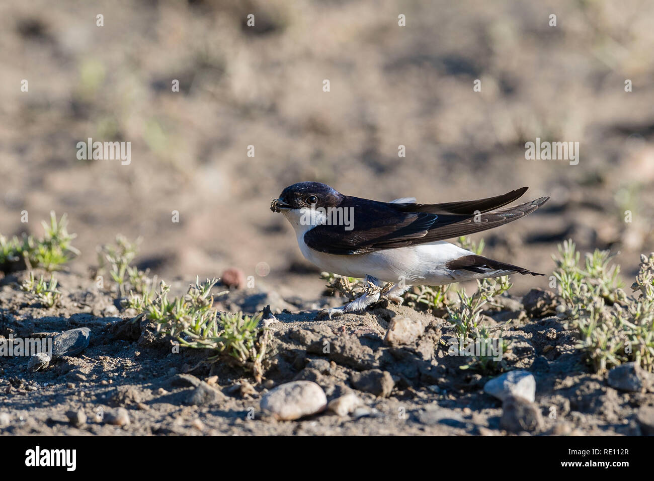 Delichon urbicum hi-res stock photography and images - Alamy