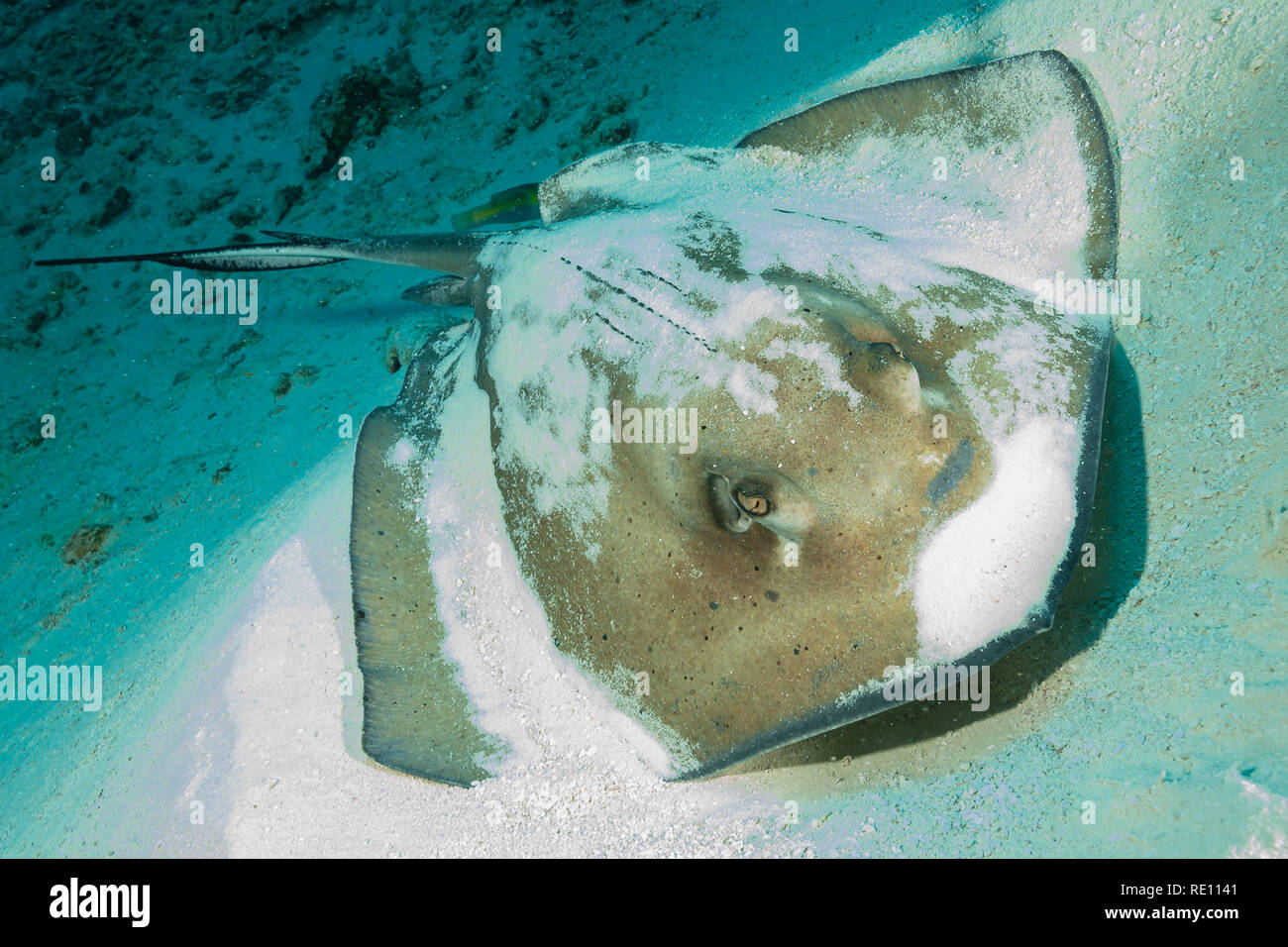 Southern stingray (Hypanus americanus) Cozumel, Mexico Stock Photo - Alamy