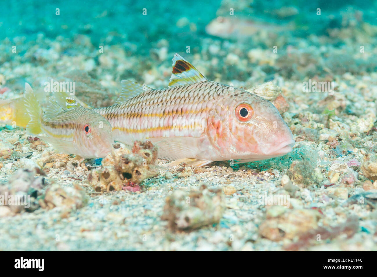 Surmullet (Mullus surmuletus) Granada, Spain Stock Photo - Alamy