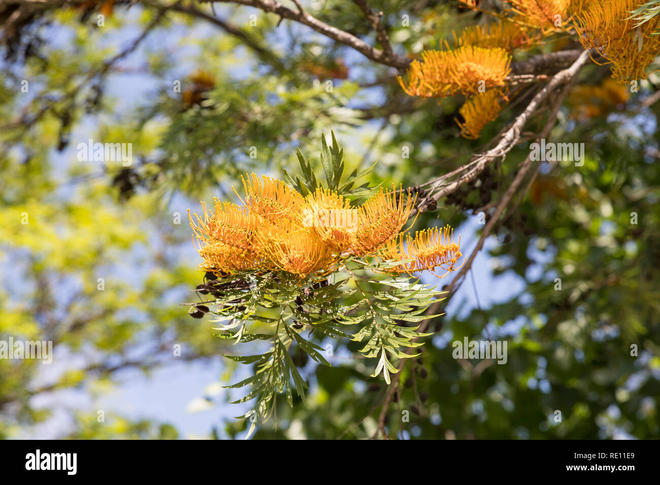 How To Grow Silky Oak From Seed at Cooper Nickle blog