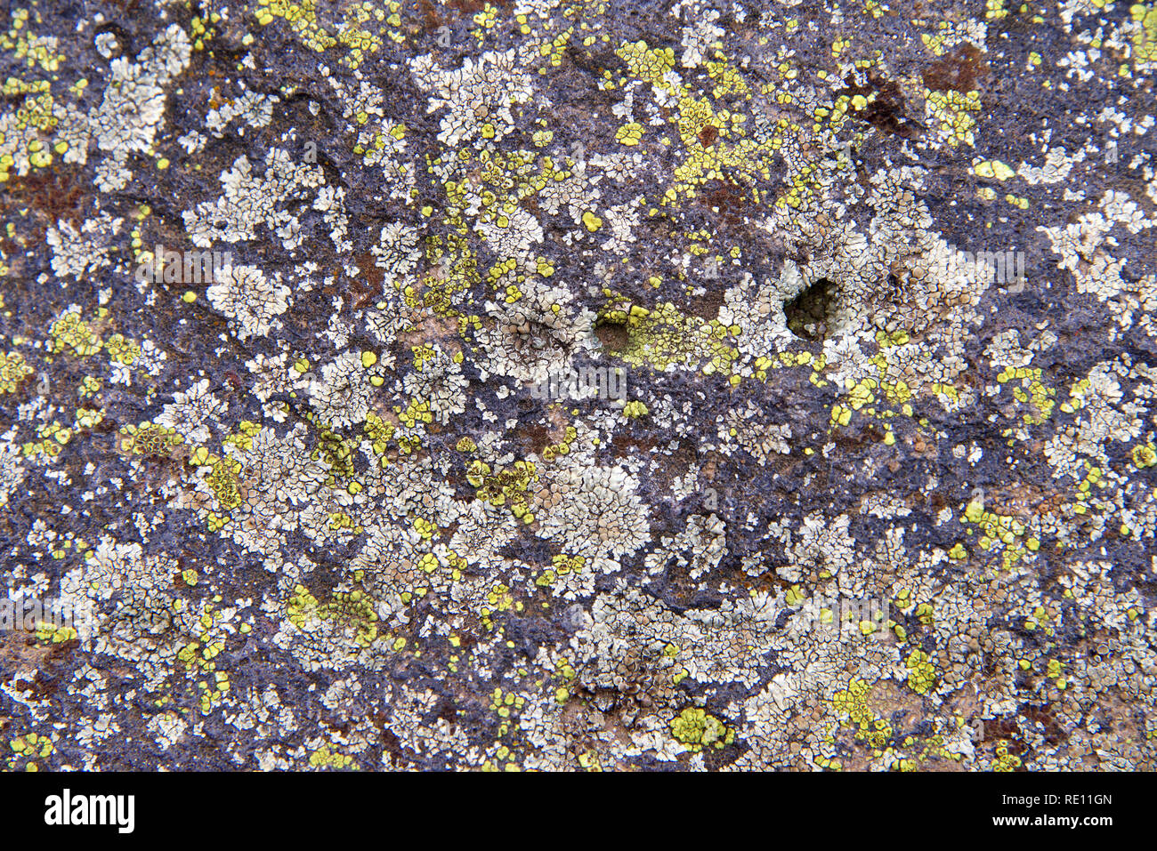 Close up on concrete structure covered in white, yellow and green ...