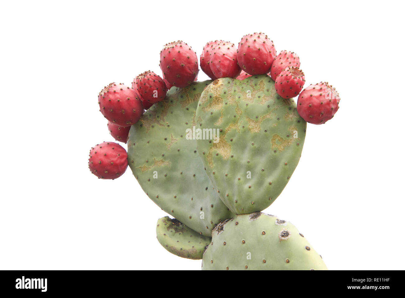 Prickly pear cactus white background hi-res stock photography and ...