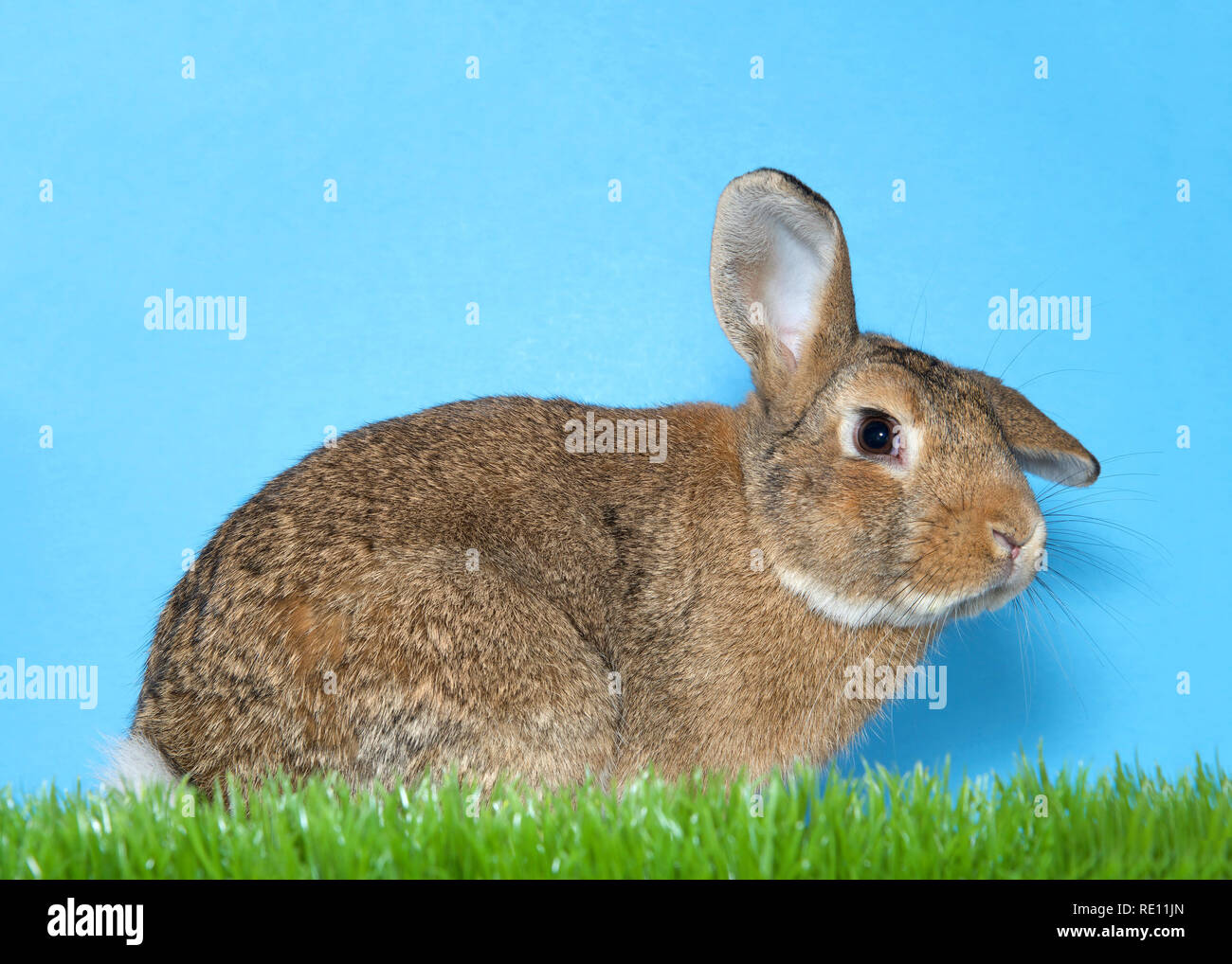 Profile view of a brown and white Palomino bunny rabbit sitting in ...