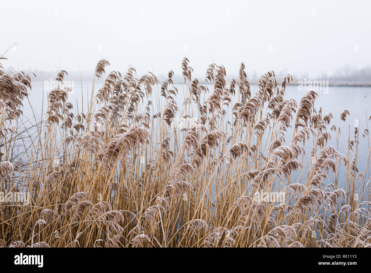 Frozen reed along a lake, wetlands national park "de Groote Peel ...
