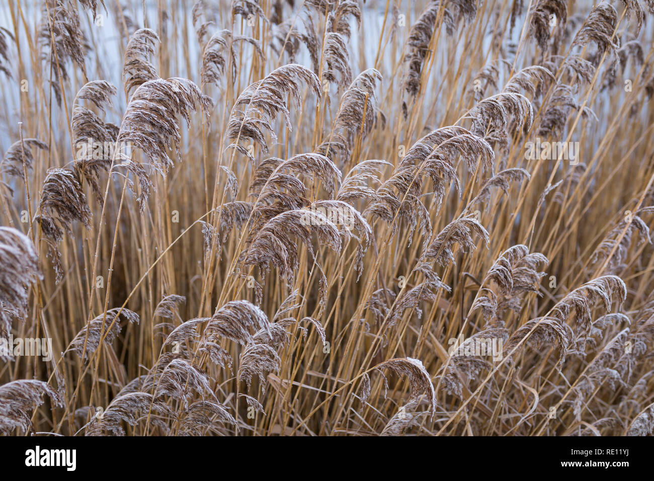 Frozen reed along a lake, wetlands national park "de Groote Peel ...