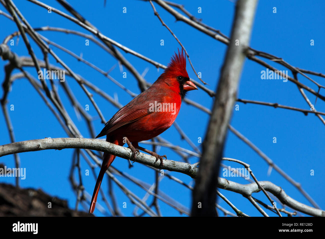 Red Cardinal Perched in a Tree Stock Photo - Alamy