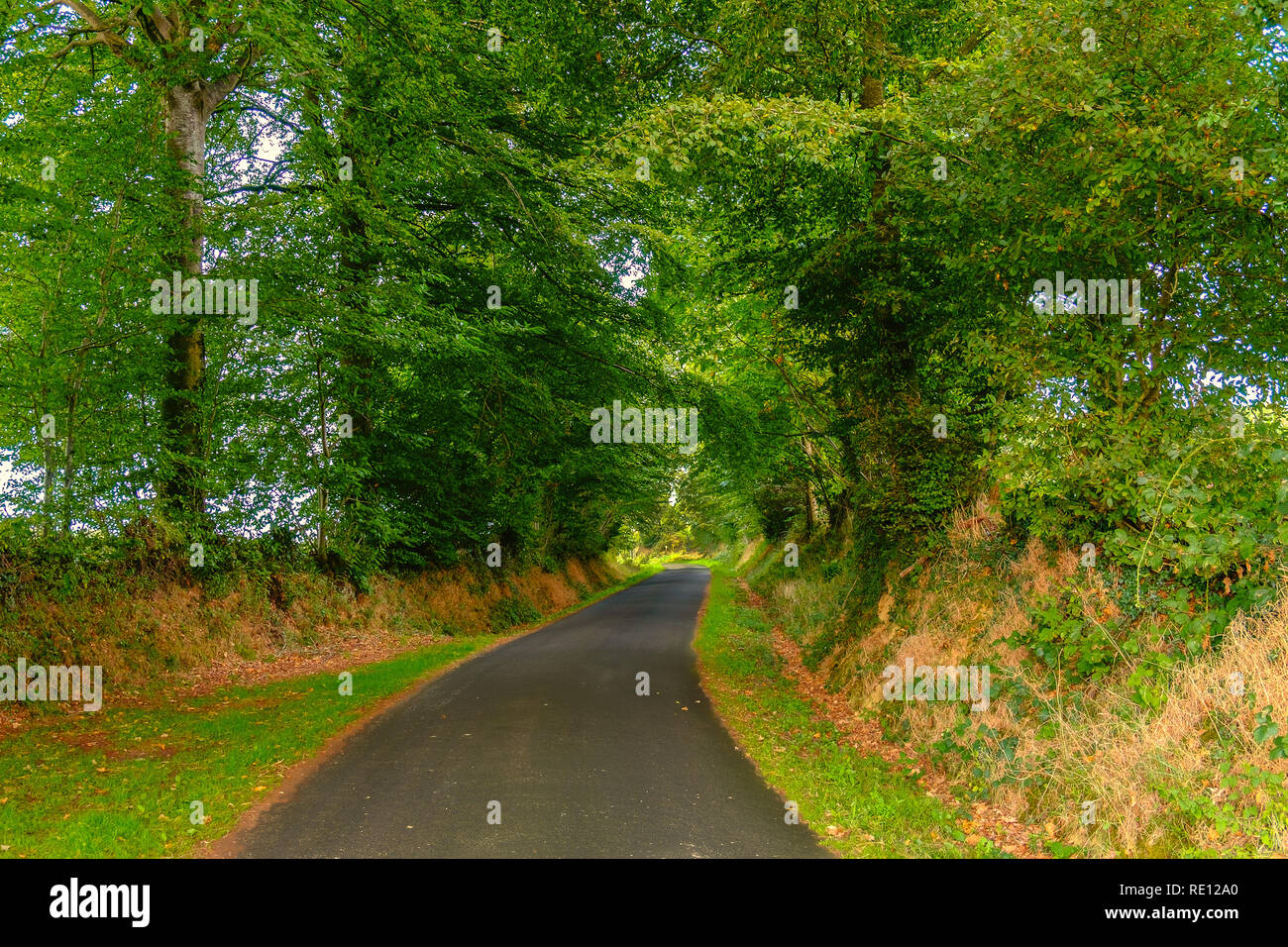 France normandy forest hi-res stock photography and images - Alamy