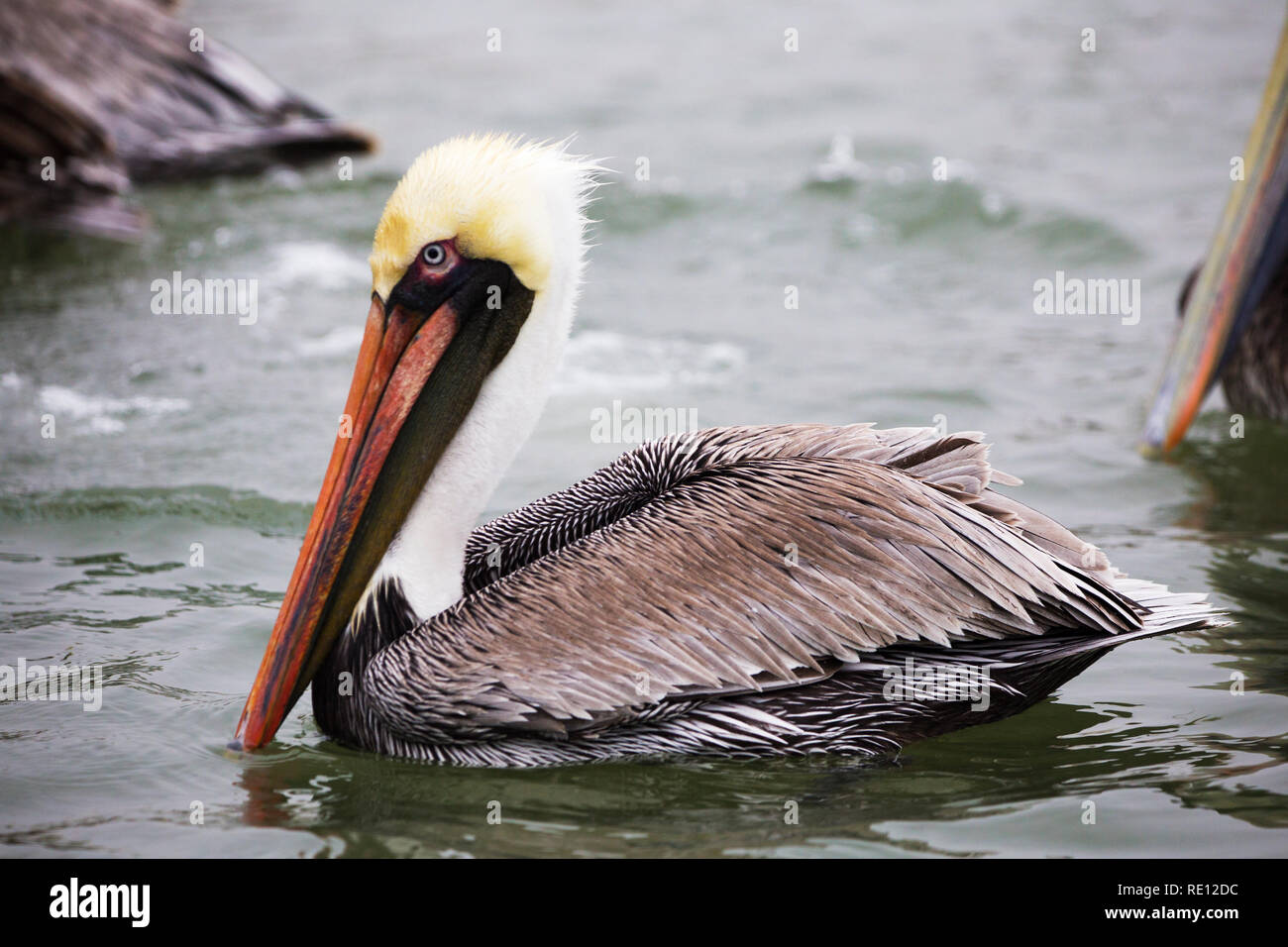 Texas gulf coast birds hi-res stock photography and images - Alamy