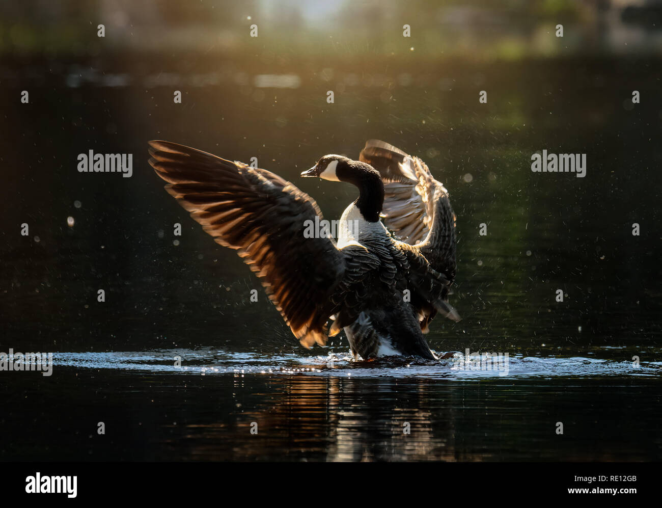 canada goose flapping its wings in small lake Stock Photo - Alamy