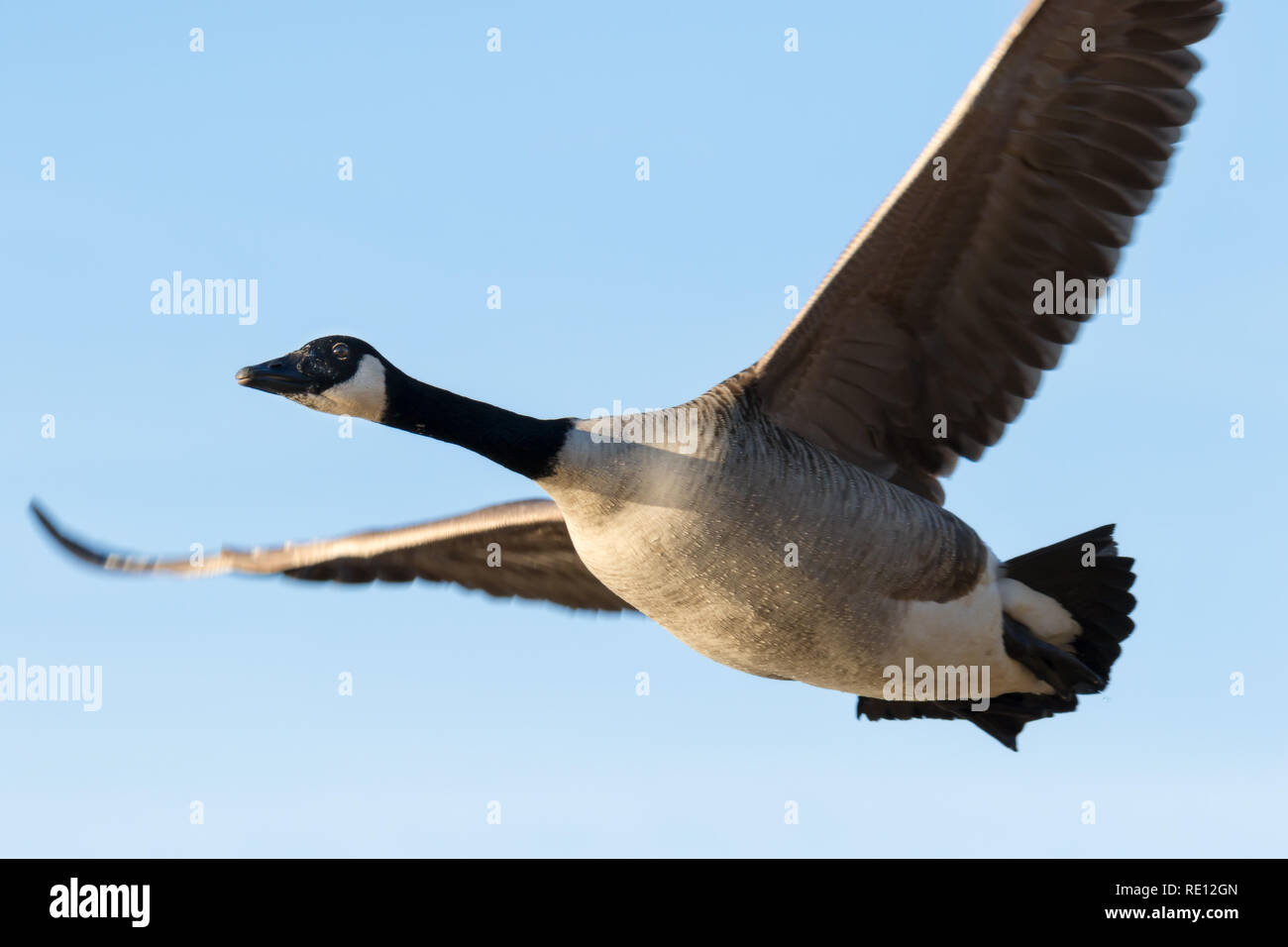 Big flying bird hi-res stock photography and images - Alamy