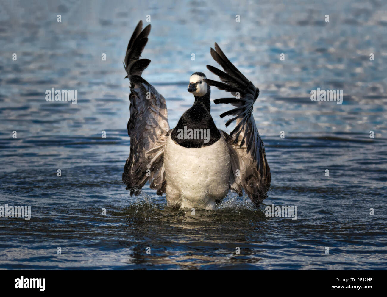 barnacle goose taking a bath in summer Stock Photo - Alamy