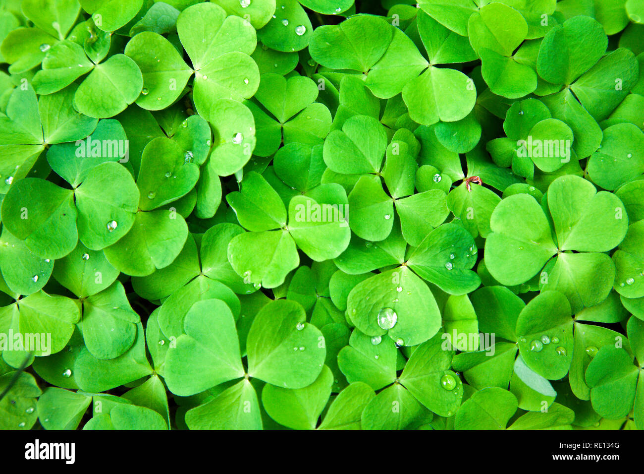 green clover background Stock Photo - Alamy