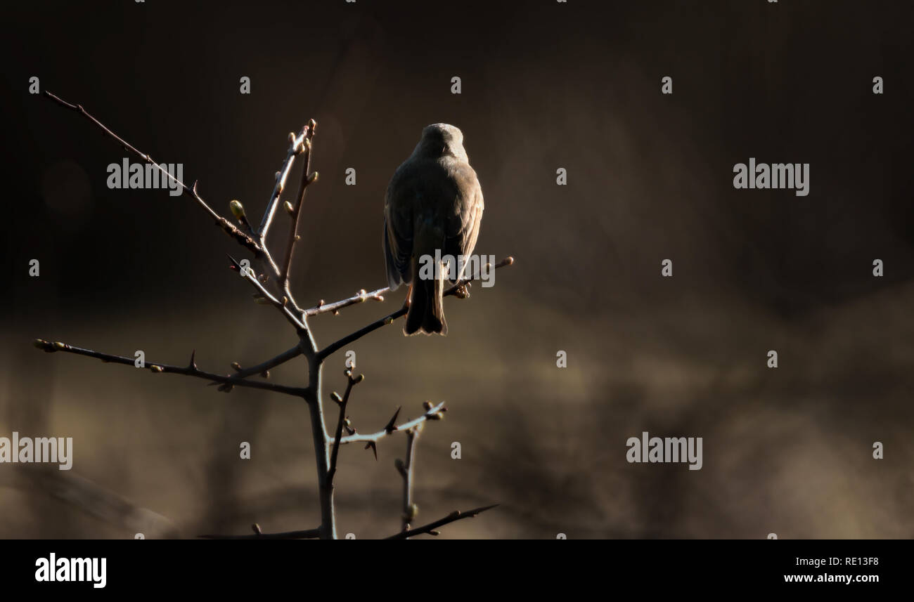 Little red robin hi-res stock photography and images - Alamy