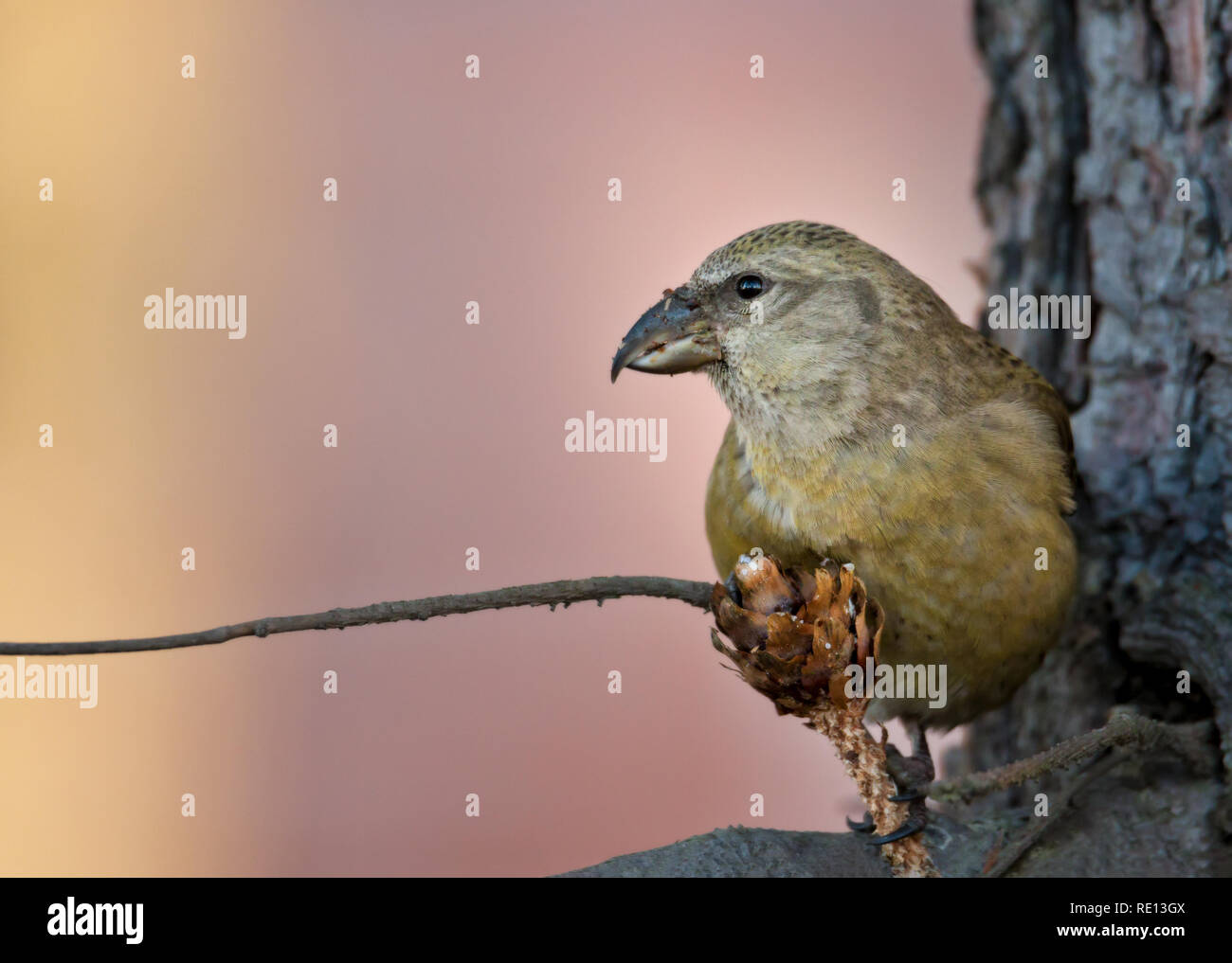 Female red crossbill hi-res stock photography and images - Alamy