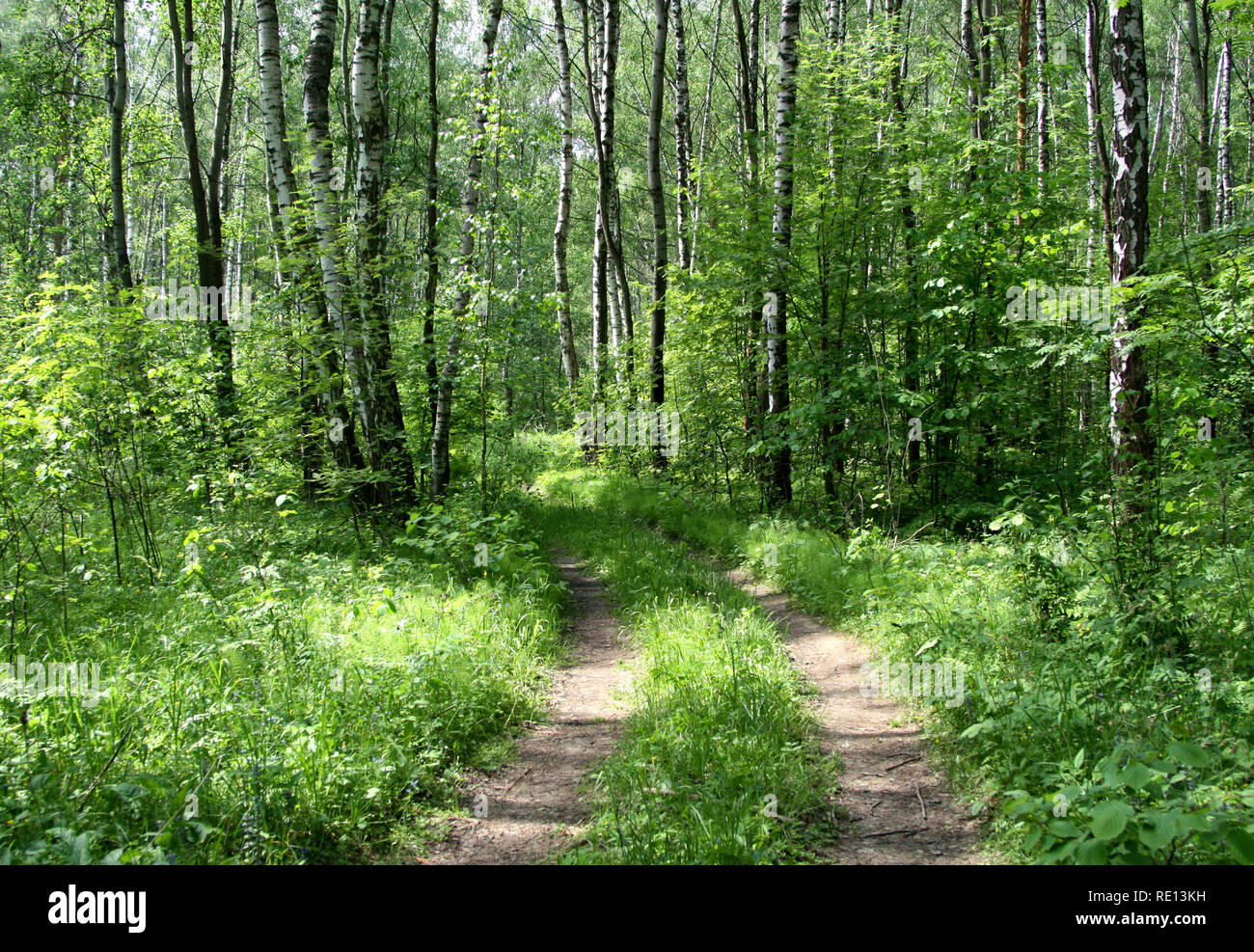 road in a summer birch forest Stock Photo - Alamy