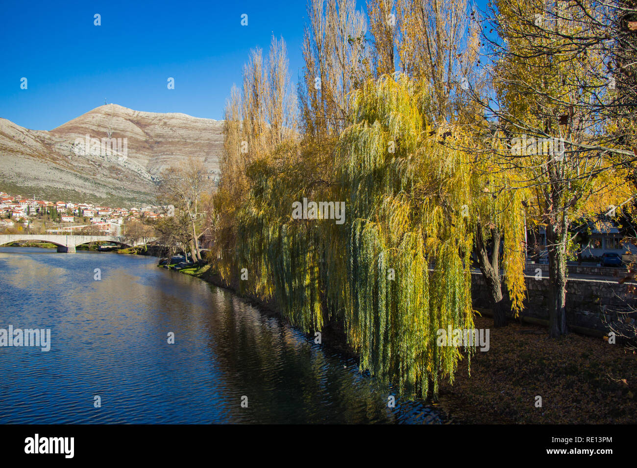 Weeping willow trees on the bank of a river in Autumn Stock Photo - Alamy