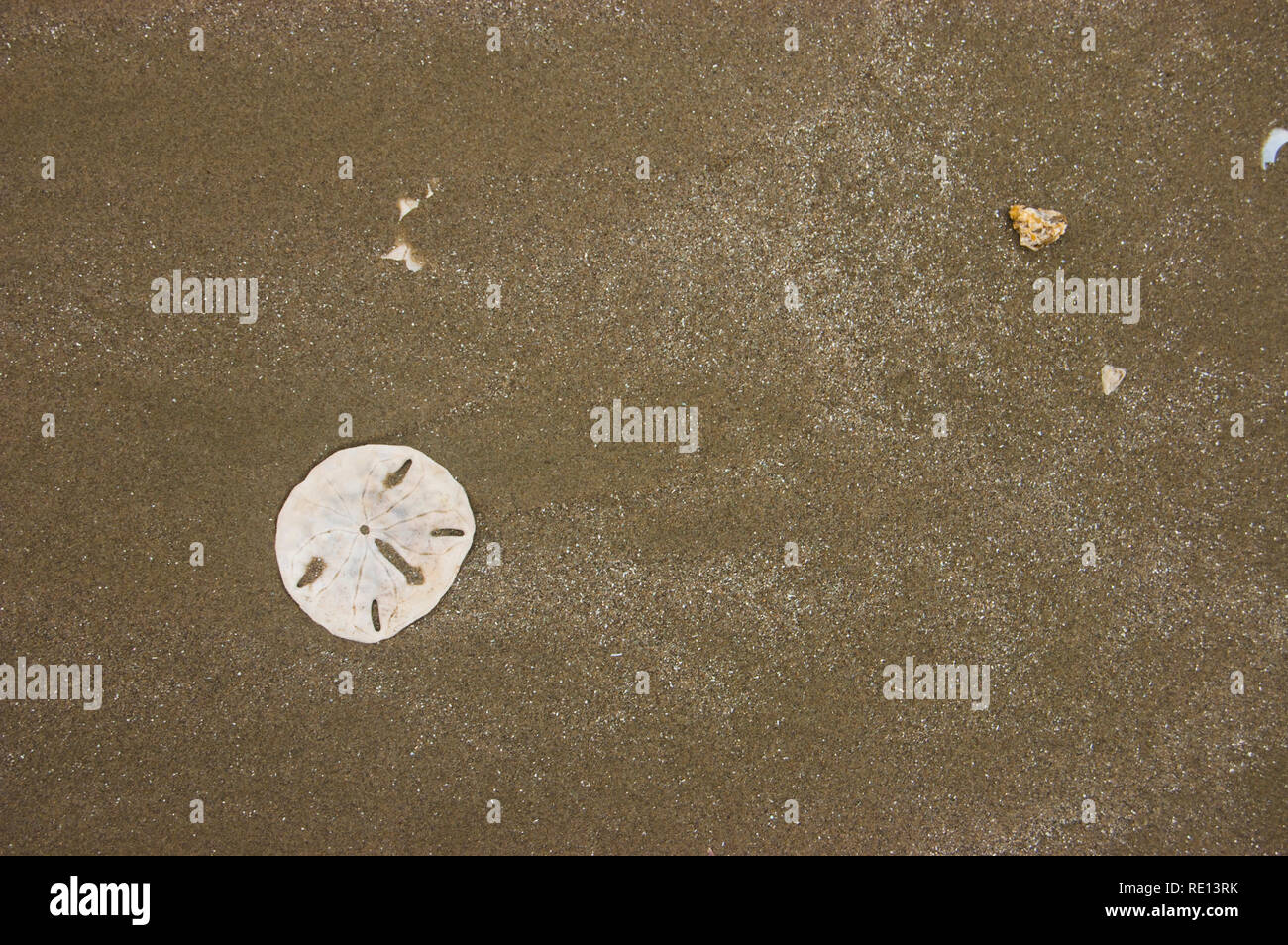 Round starfish skeleton over sand Stock Photo - Alamy