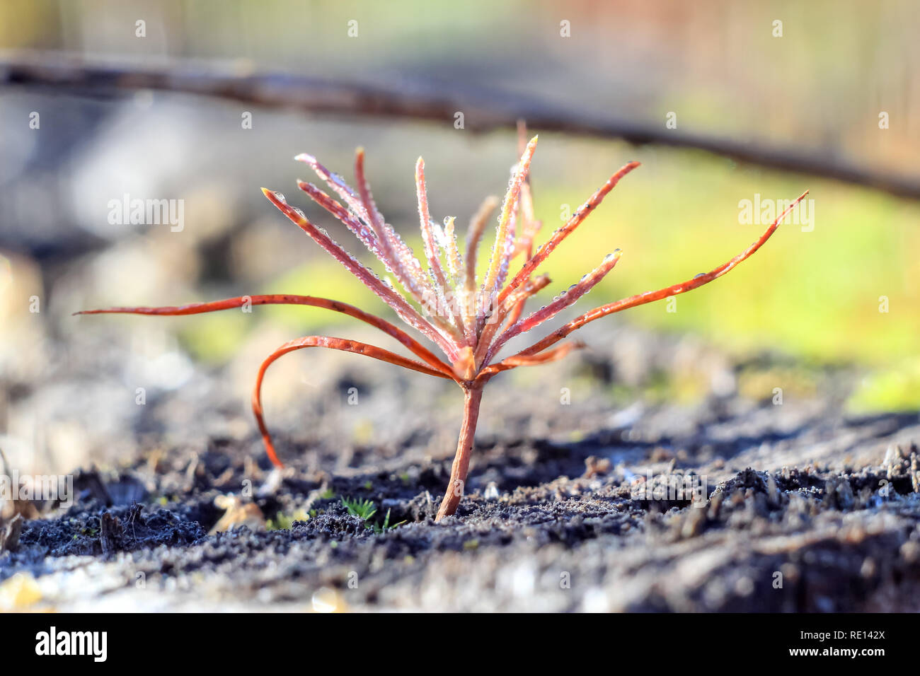 macro picture of the first sprout of a small tree at dawn of spring ...