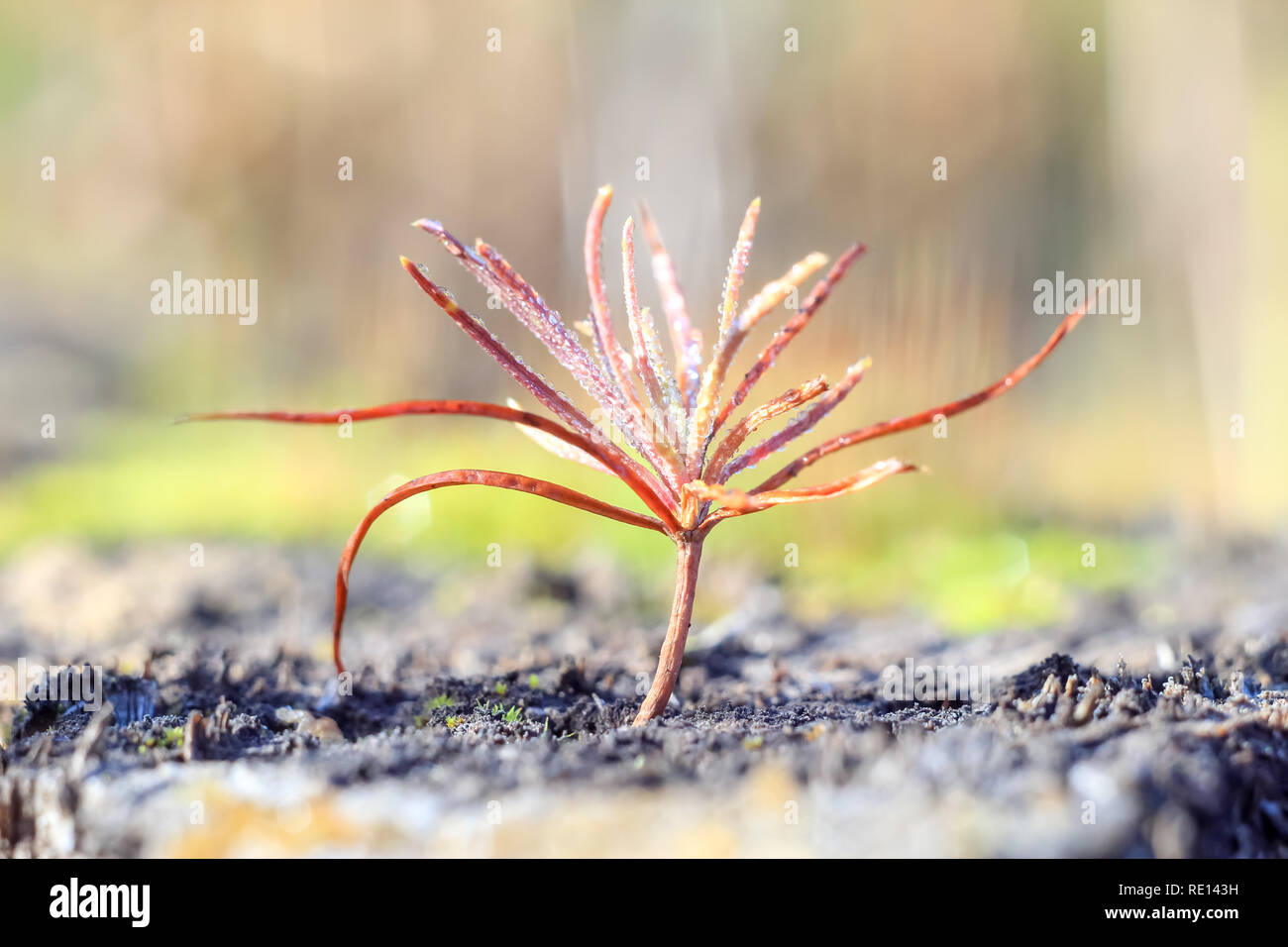 macro picture of the first sprout of a small tree at dawn of spring ...