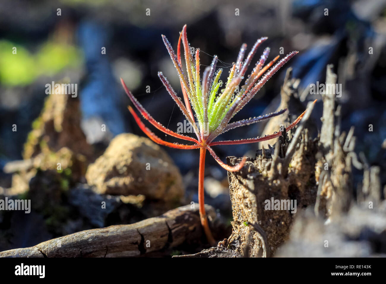 macro picture of the first sprout of a small tree at dawn of spring ...