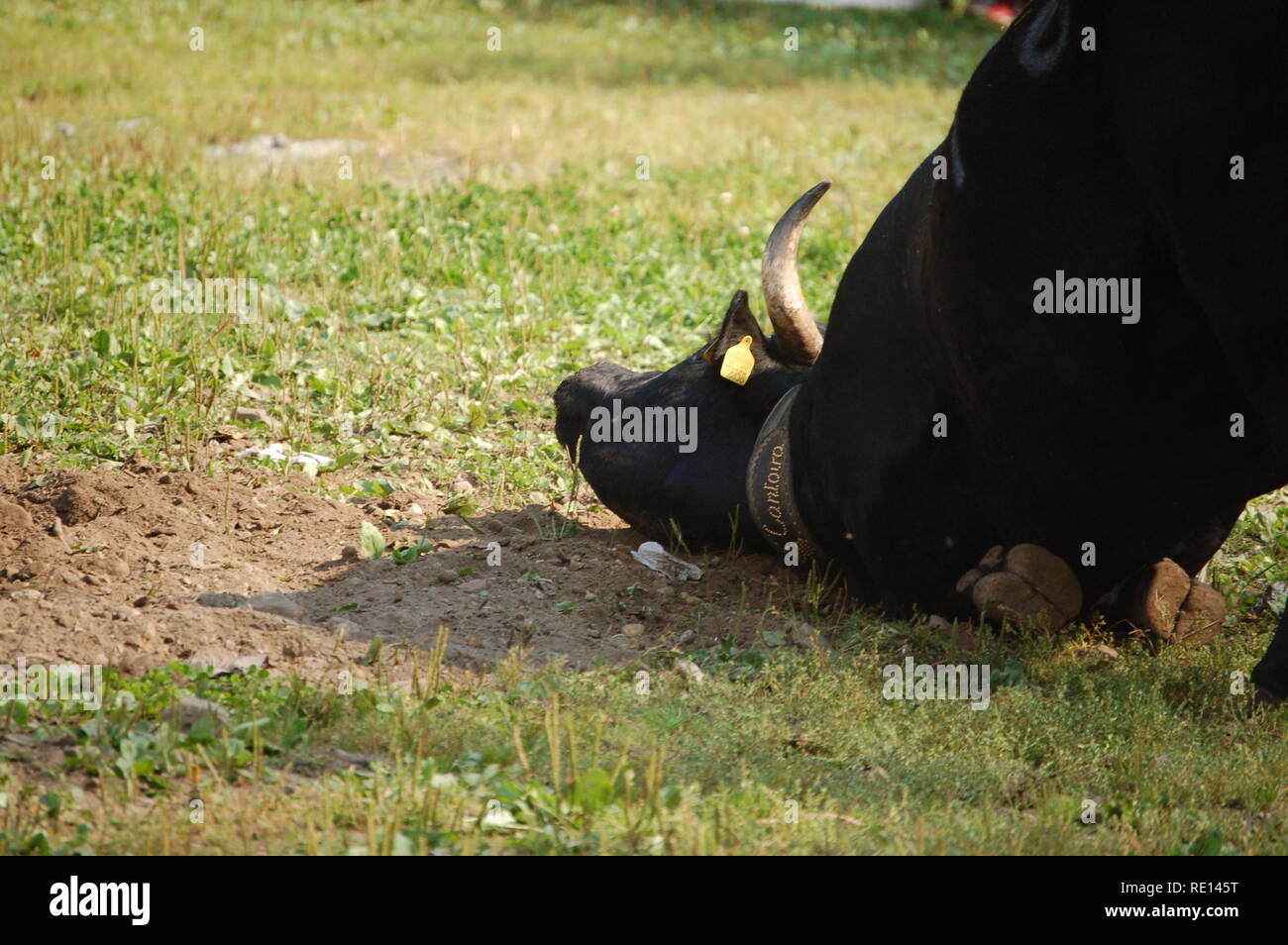 Battle of the caws Stock Photo - Alamy