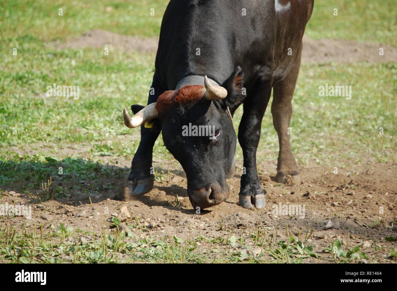 Battle of the caws Stock Photo - Alamy