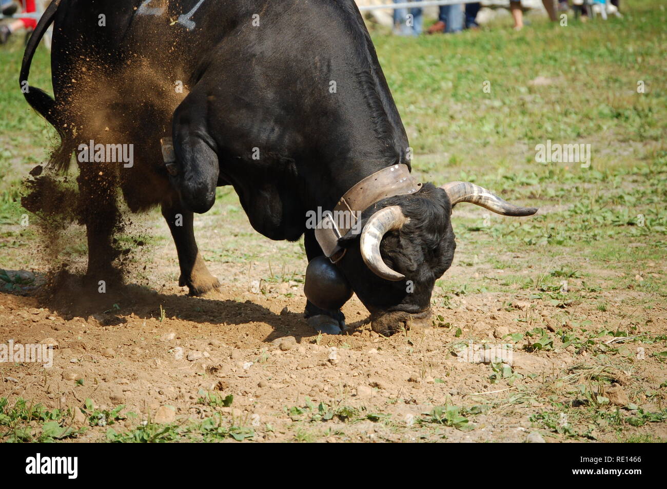 Battle of the caws Stock Photo - Alamy