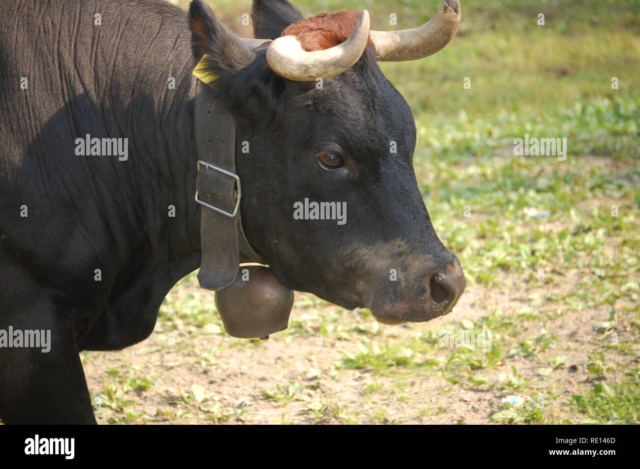 Battle of the caws Stock Photo - Alamy