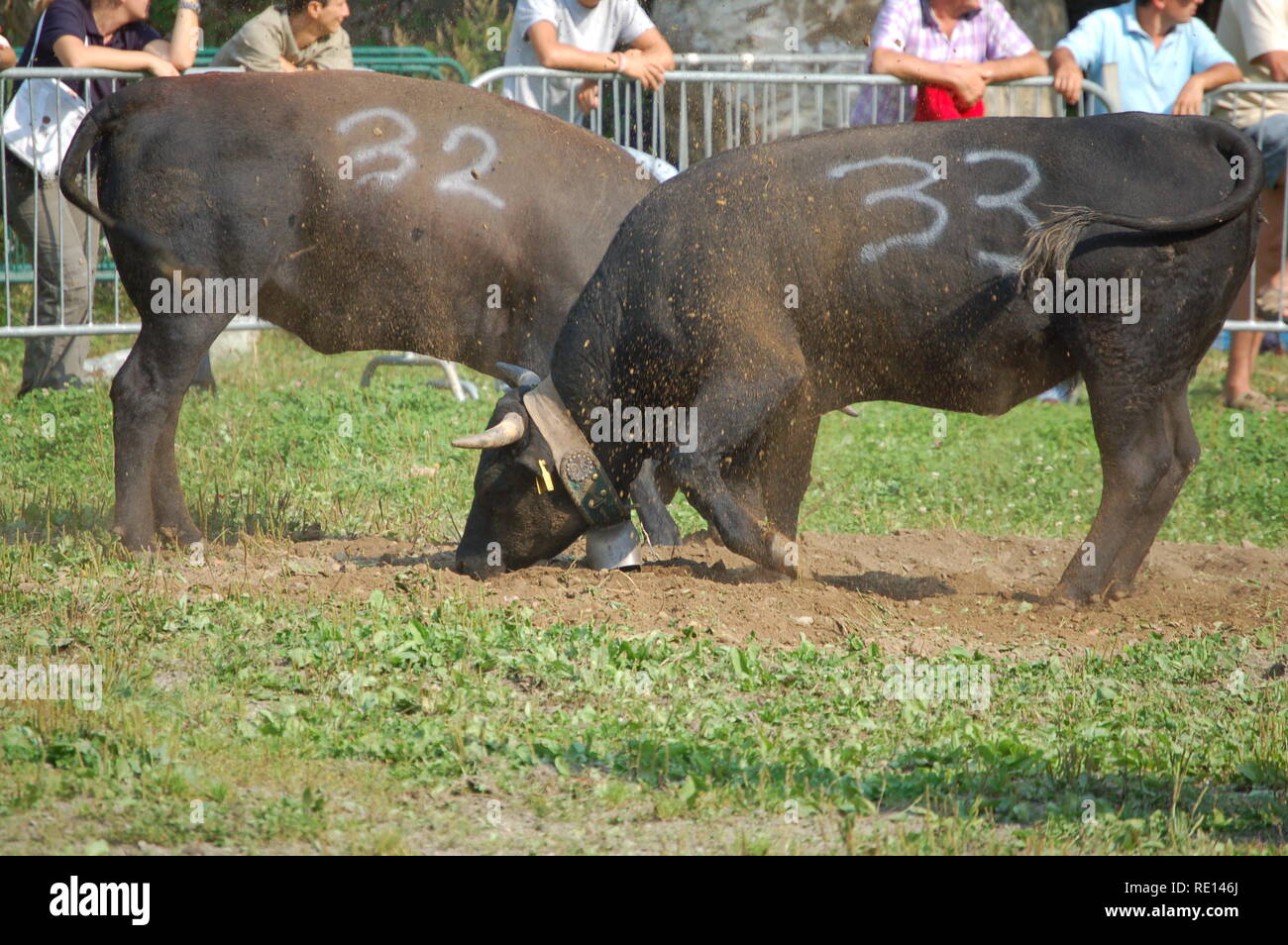 Battle of the cows Stock Photo - Alamy