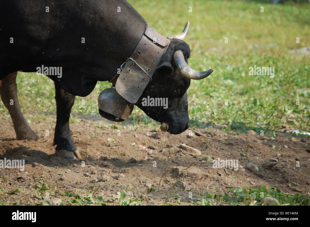 Battle of the caws Stock Photo - Alamy