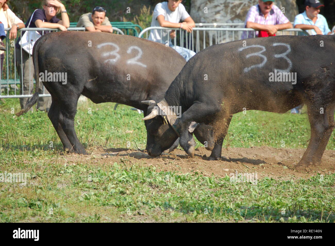 Battle of the cows Stock Photo - Alamy