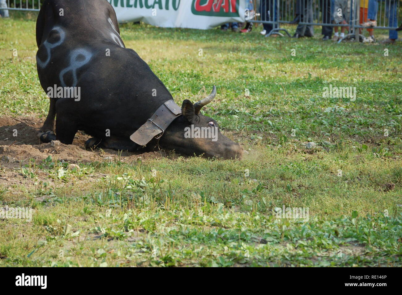 Battle of the caws Stock Photo - Alamy