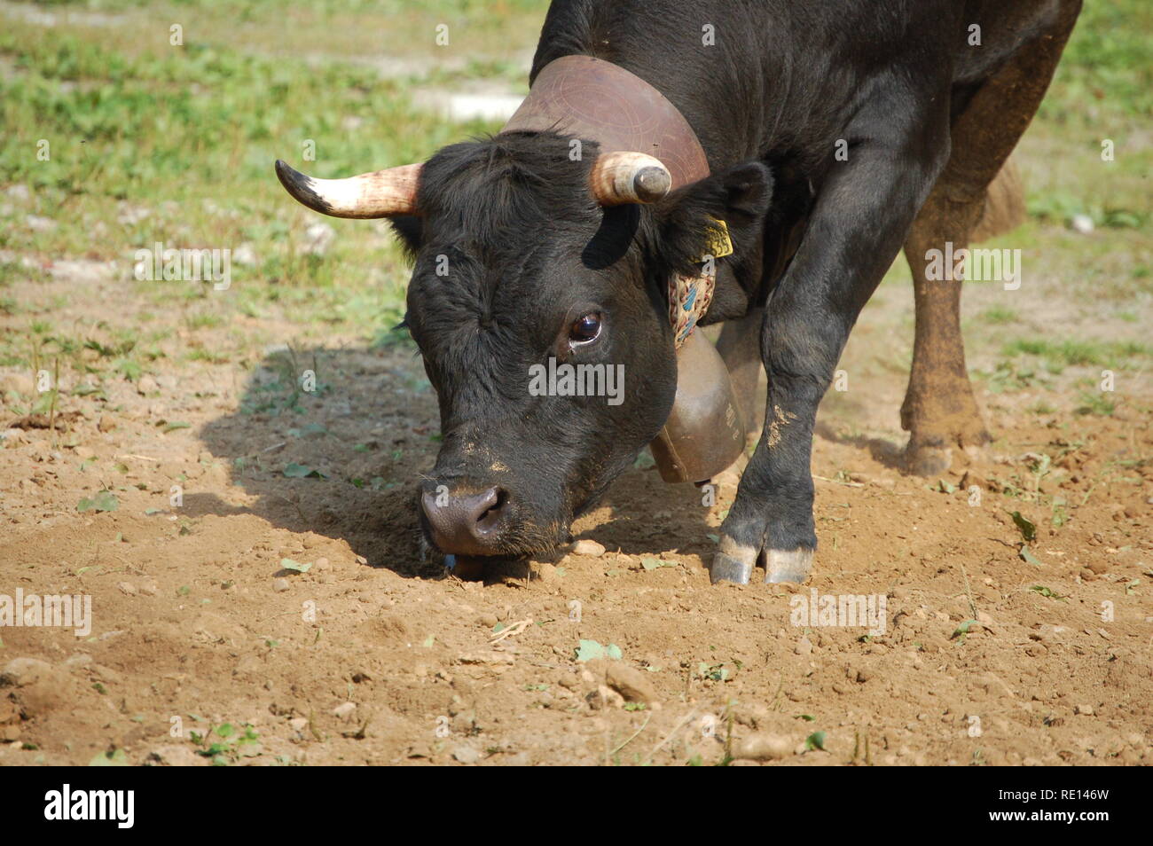 Battle of the caws Stock Photo - Alamy
