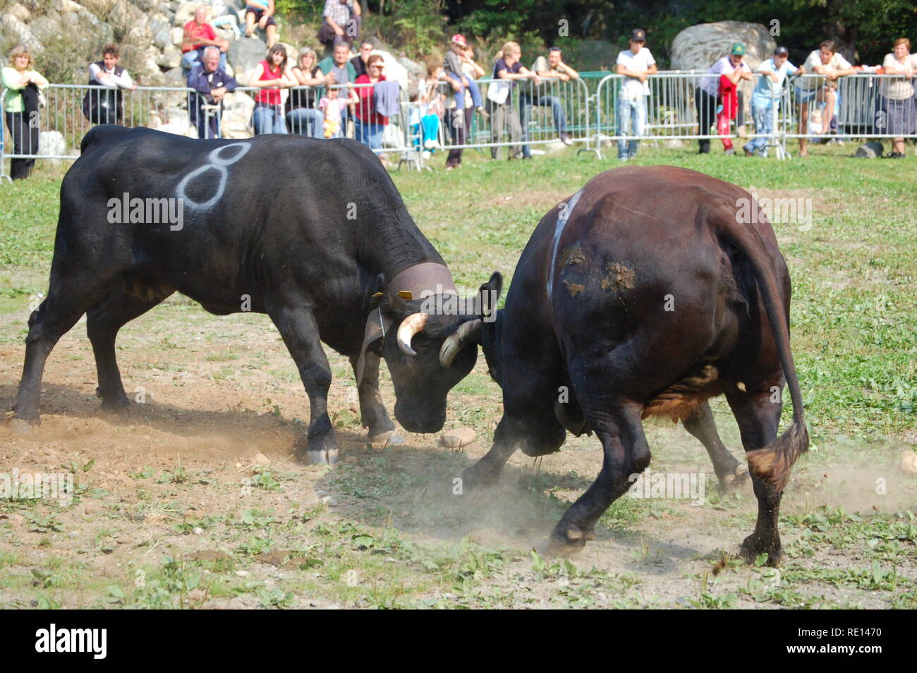 Battle of the cows Stock Photo - Alamy