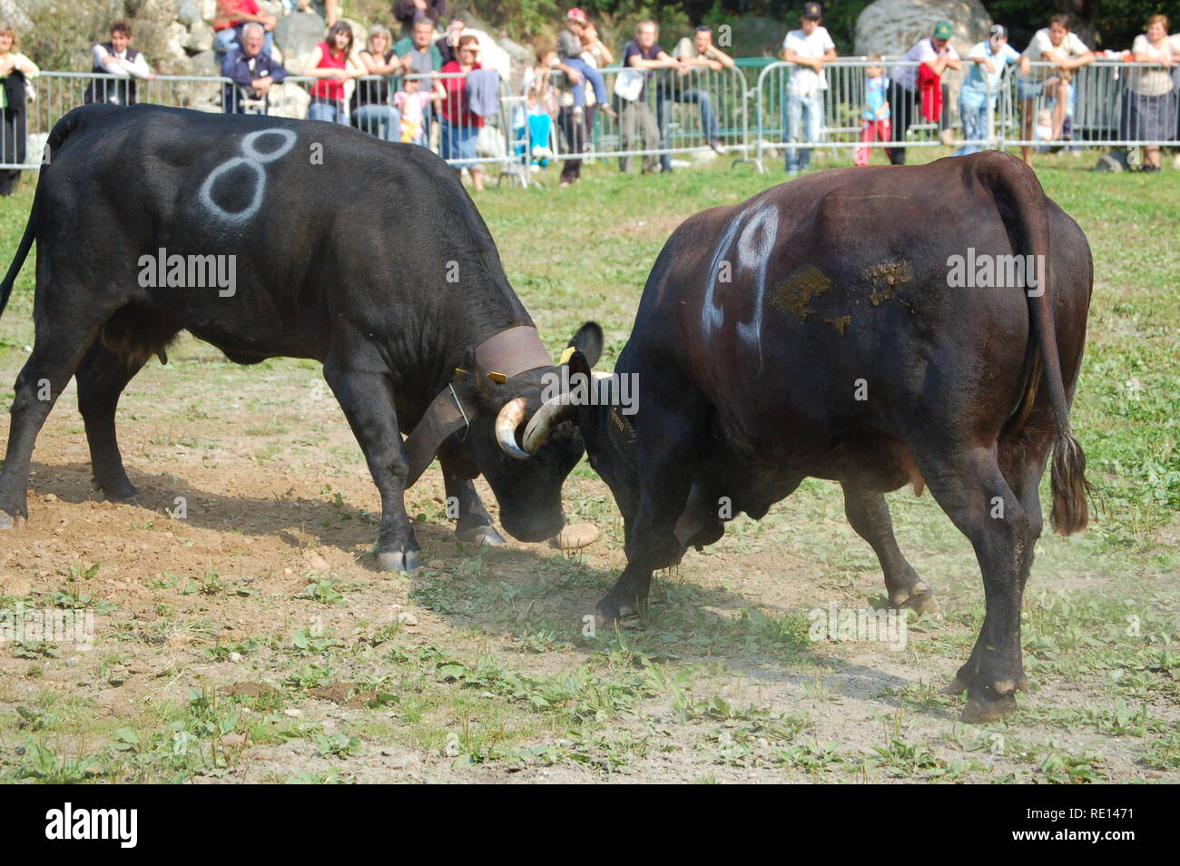 Battle Swiss Alps Hi Res Stock Photography And Images Alamy